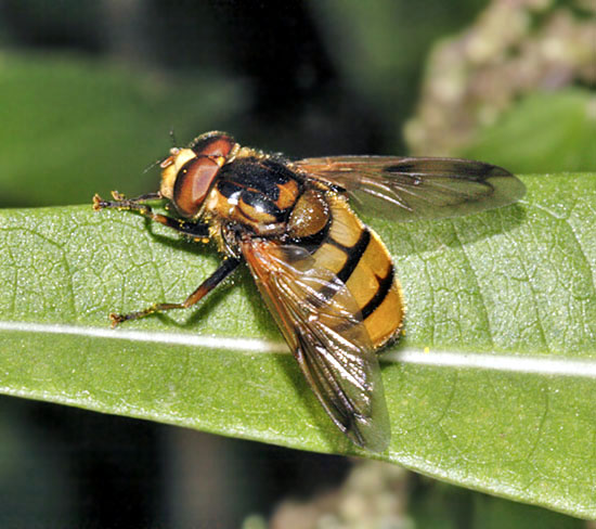 deladelmur: Mosche impollinatrici