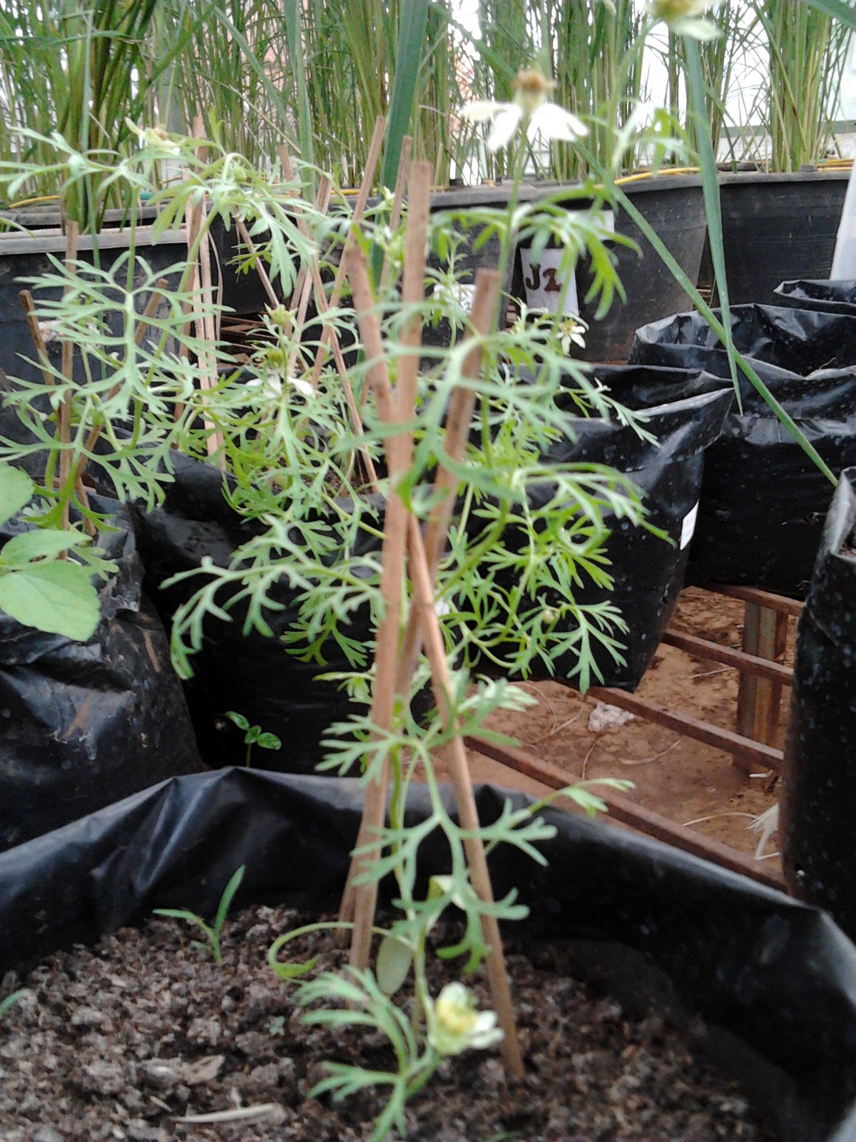 Rahyang Nusantara: Sekilas Tentang Jintan Hitam (Habbatussauda)