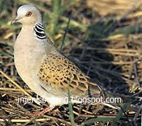 Perkutut Majapahit Asli Hanya Ada 5 Ciri [Penting Saat Beli ...