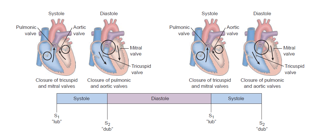 Nursing: ASSESSMENT OF THE CARDIOVASCULAR SYSTEM