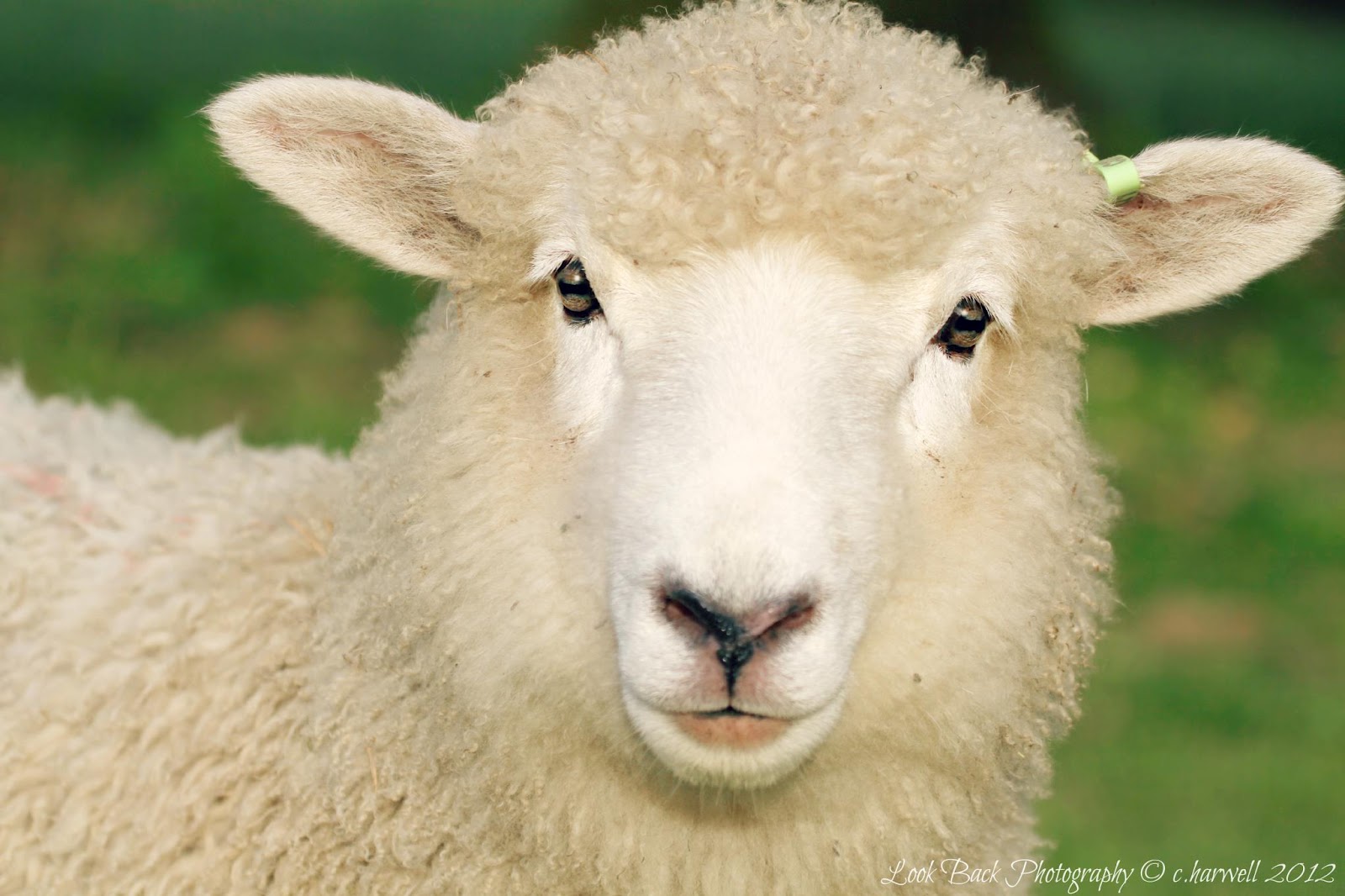 The Smile Of The Lamb [1986] - aplusthepiratebay