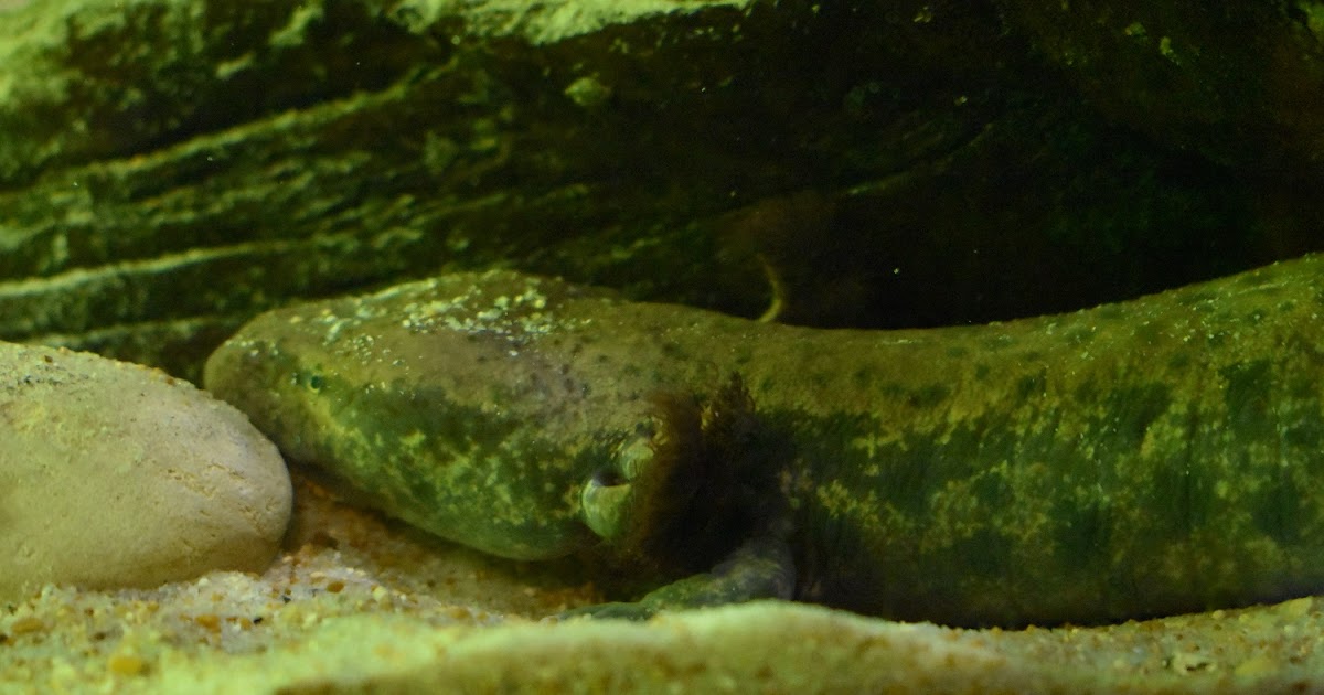 ZOOTOGRAFIANDO (6.057 ANIMALS): NECTURO / COMMON MUDPUPPY (Necturus ...