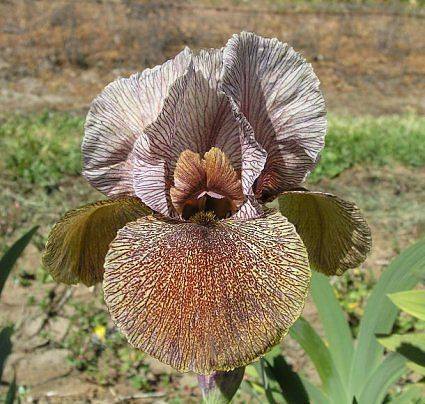 World of Irises: THE 2017 CLARENCE G. WHITE MEDAL - Aril and Arilbred ...