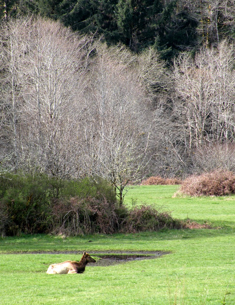 ramble & frolic: destination: jewell meadows, oregon