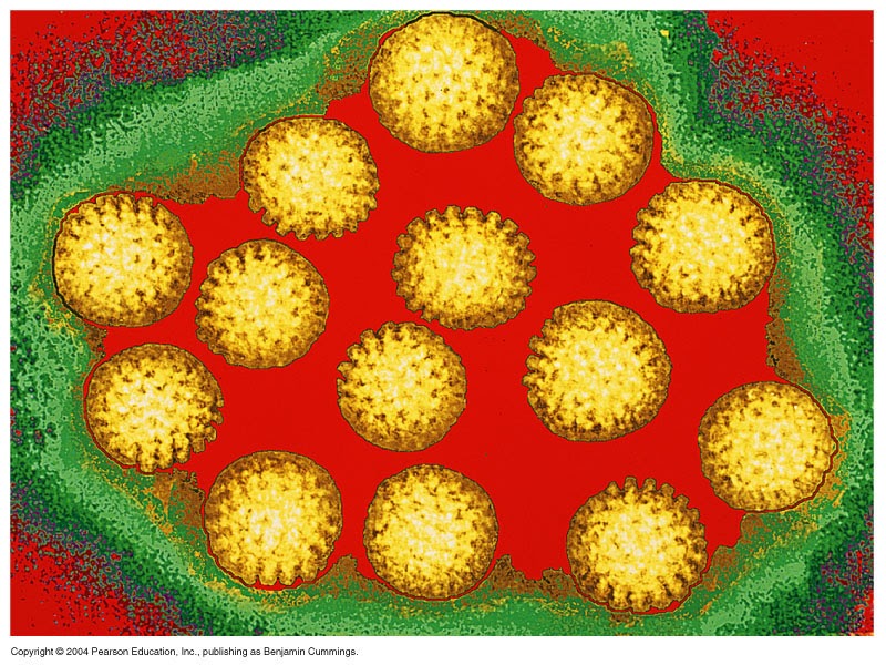 Rule of 6ix: How do viruses hijack our brains to make us vomit - and ...