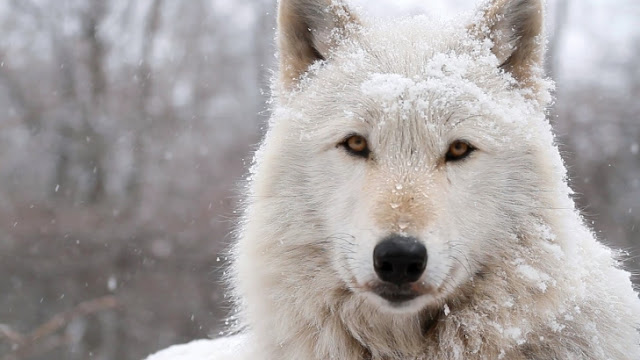 White Wolf : Beauty of an Arctic Wolf Captured in Just Two Minutes