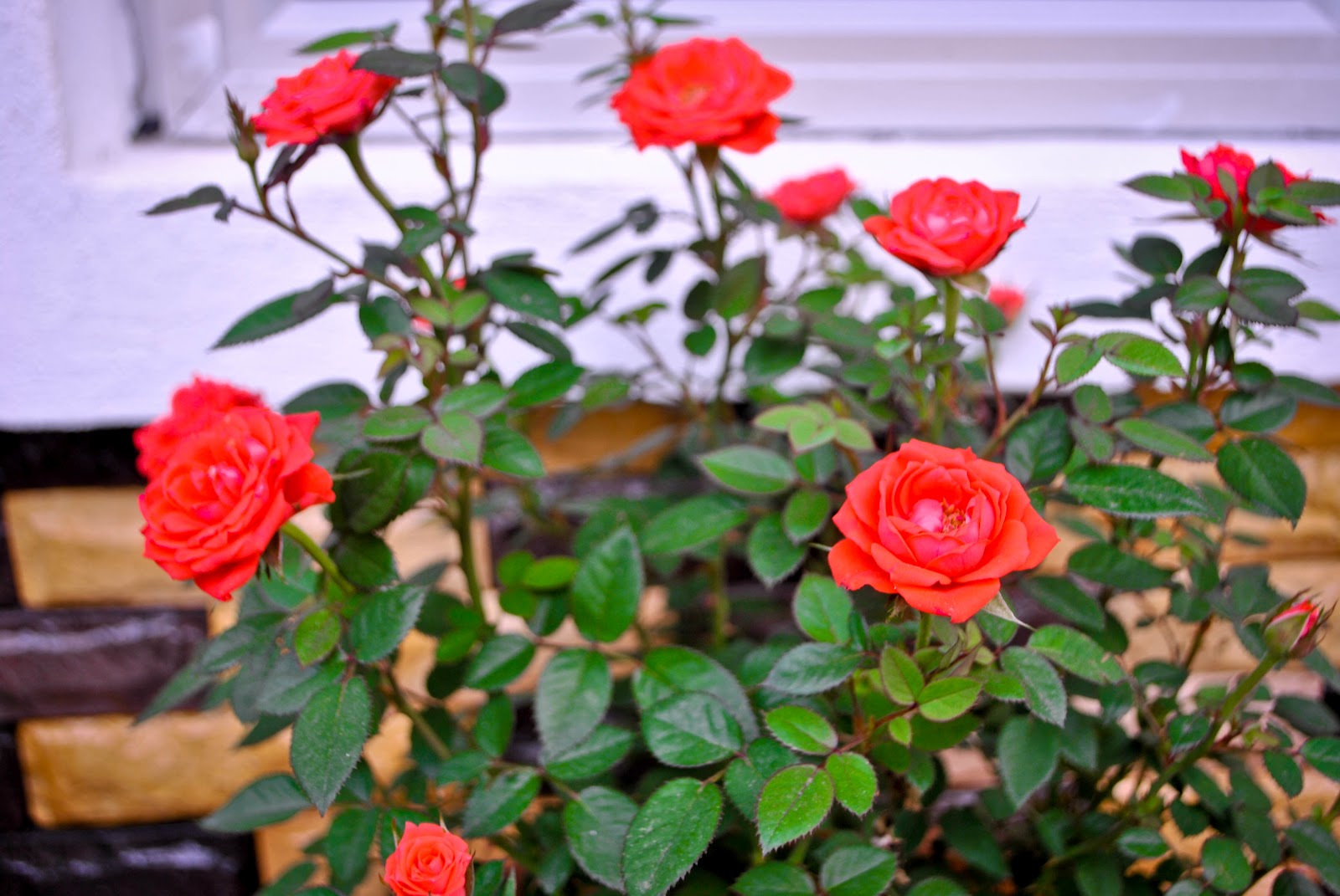 azierie: Pokok Ros sudah berbunga!!!!