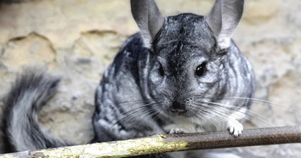 Ecofriendly: Short-tailed Chinchilla
