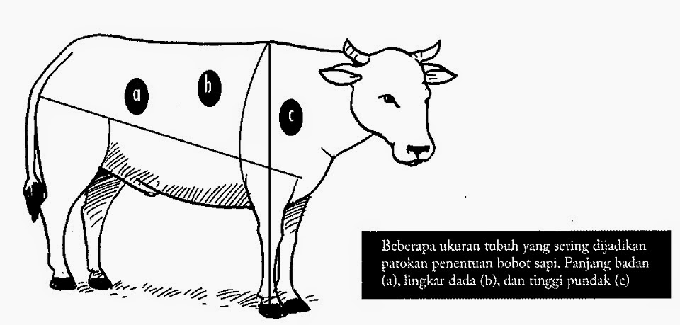 PETERNAKAN SAPI POTONG, TIPS CEPAT DAN TEPAT MENAKSIR BOBOT SAPI POTONG