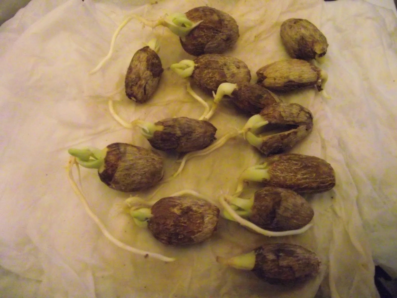 Growing Tropical Fruit: Rambutan Texas