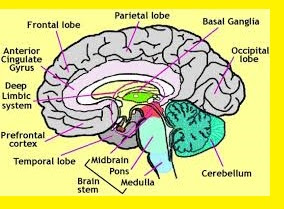 What Is The Human Brain.