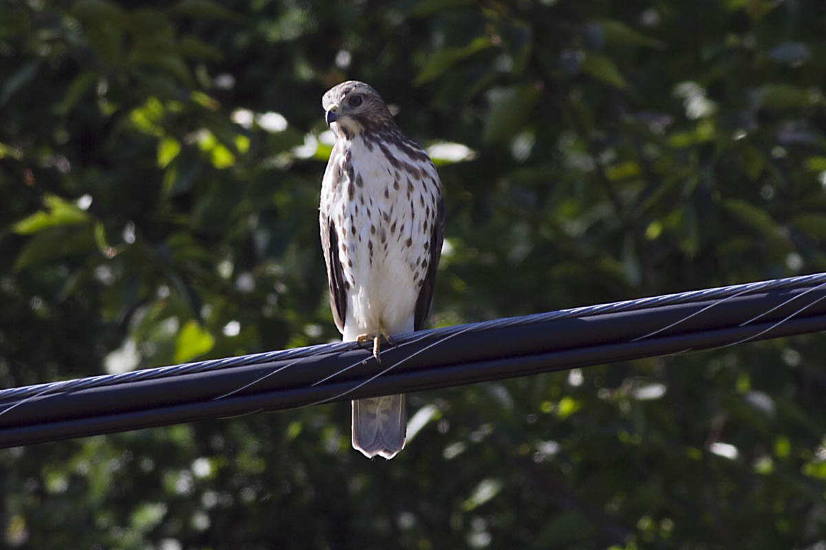 Nature Photos by Donna: Broadwing Hawk Juvenile and Crow/Raven ...