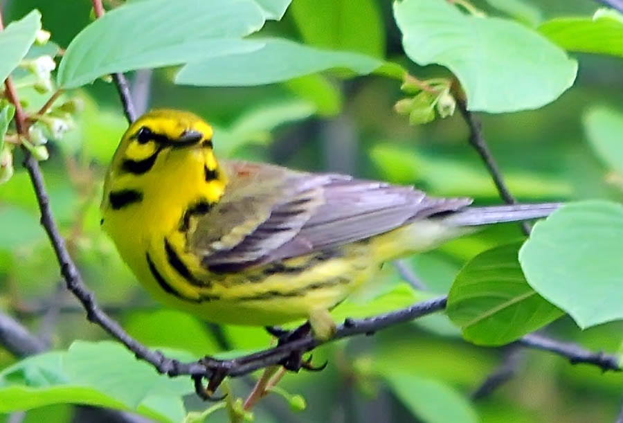 One Jackdaw Birding: More Warblers and a Bobolink