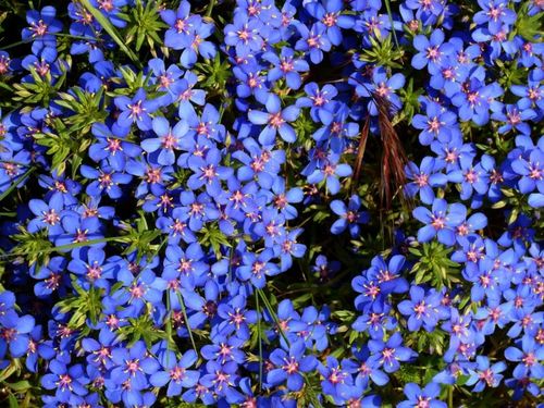 coisas e loisas - flores: miosotis