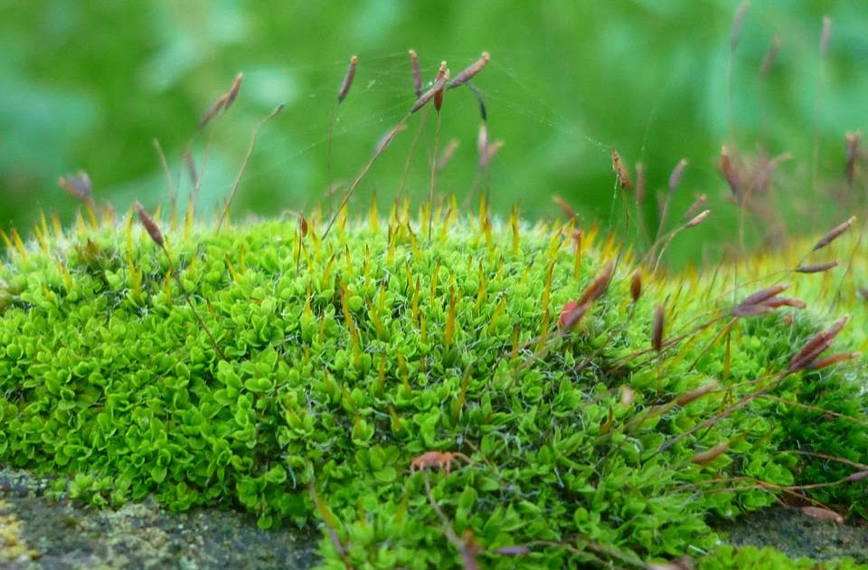 Darwineando: Musgo