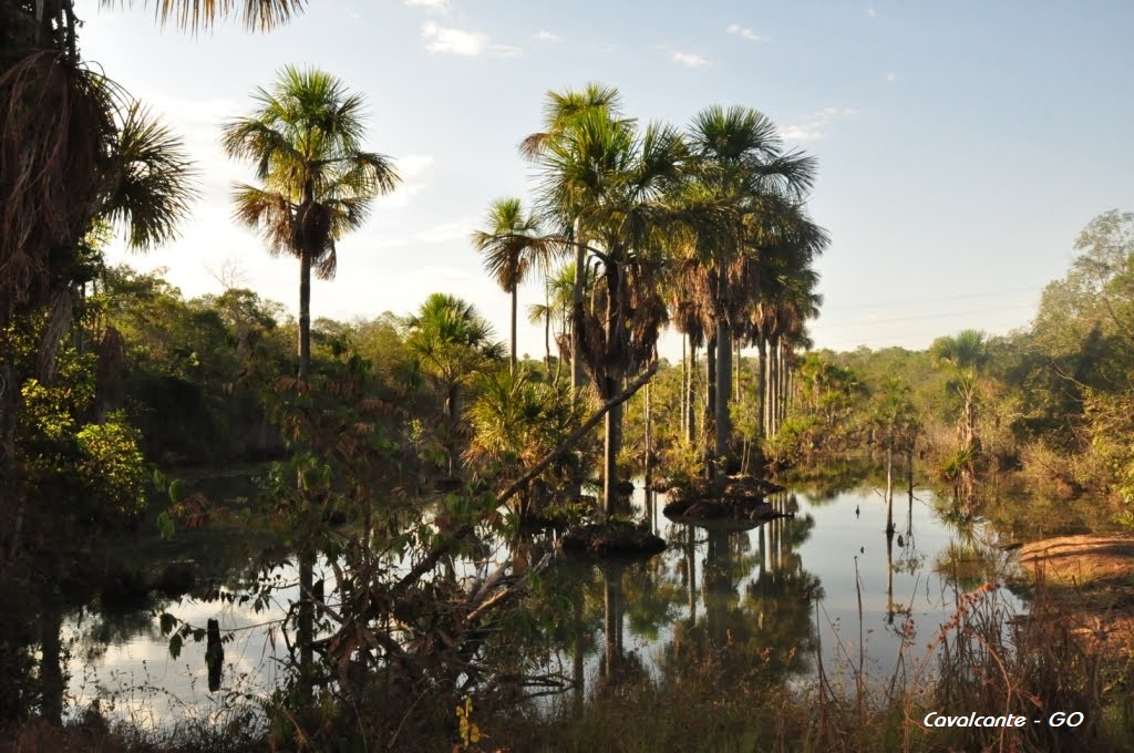 BIBOCA AMBIENTAL : SALVEM AS VEREDAS