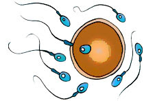 6º Educación Primaria: REPRODUCCION HUMANA