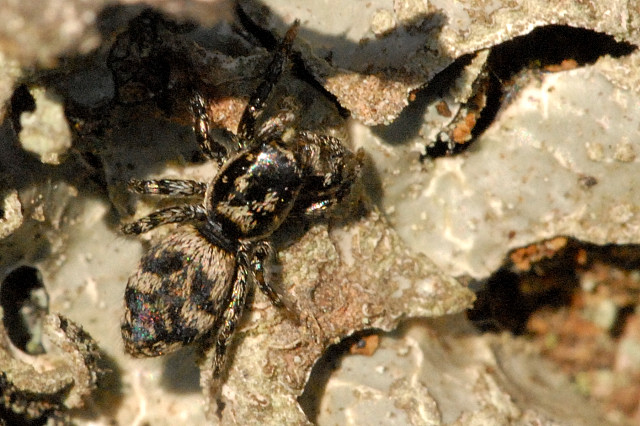 Variety of Life: Salticus