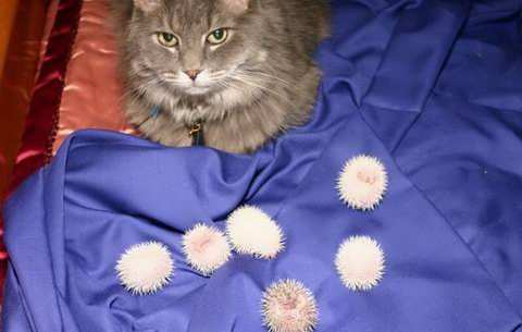 6 Gambar Anak Landak yang Comel - Bakul2011.com