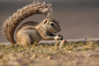 The News For Squirrels: The Amazing Spectacular Squirrel Tail
