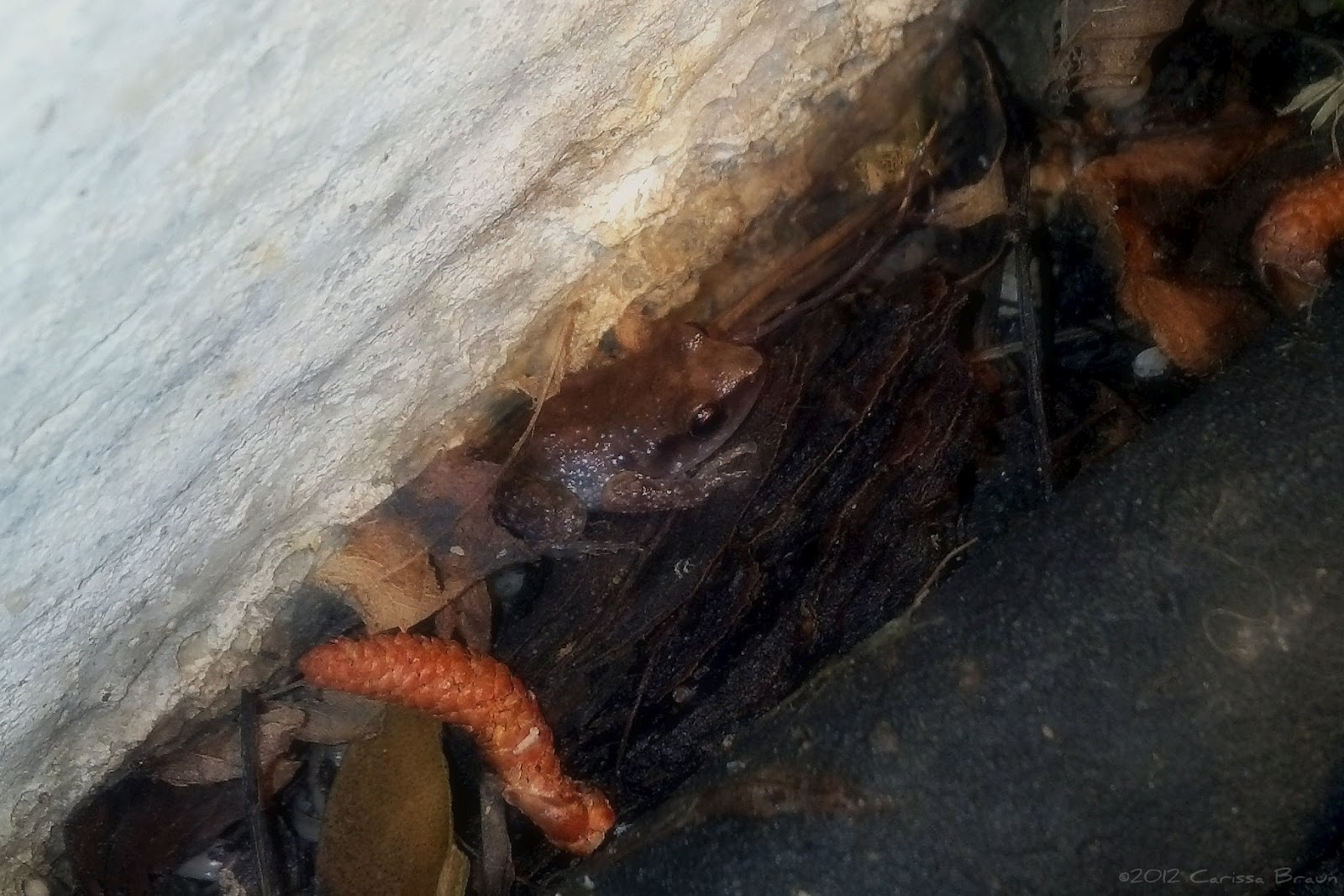 Nature Photography and Facts : Rio Grande Chirping Frog