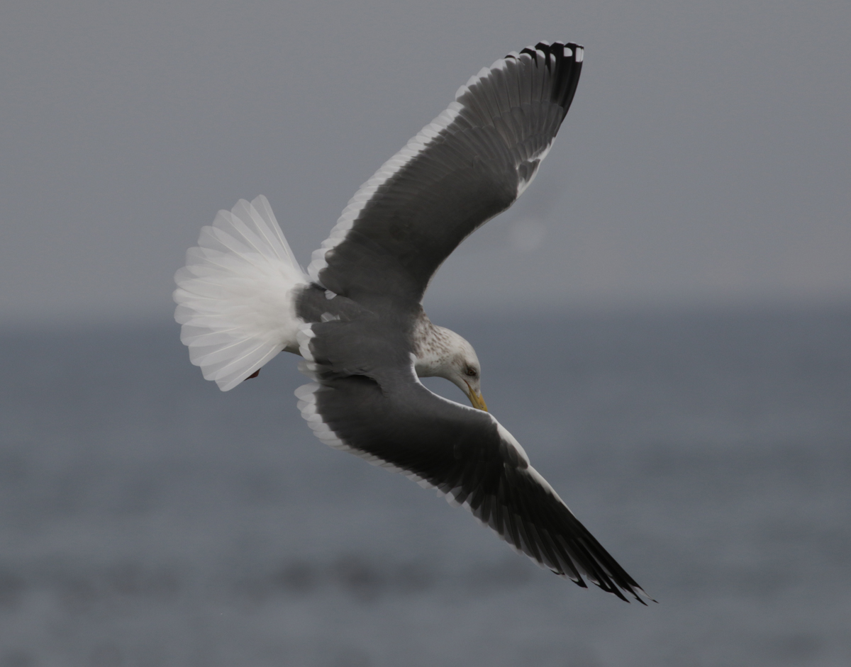 BIRDING - Kyoto, Kansai and Japan: Slaty-backed Gull: variation in ...