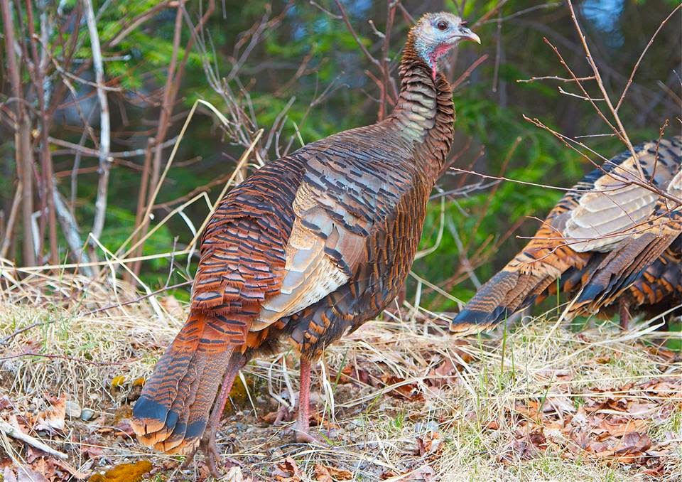 Bondi Resort BLOG: the splendor of the turkey