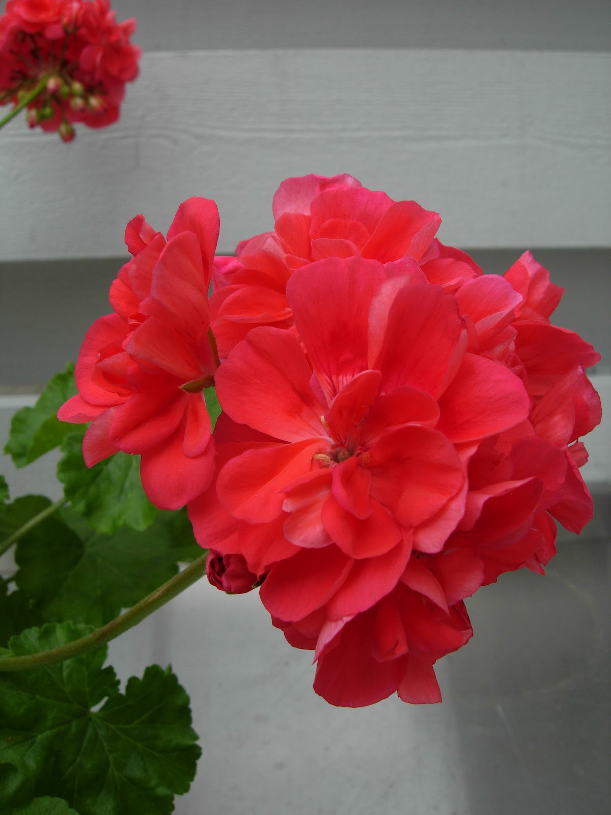 Pelargonernas Rike: augusti 2012