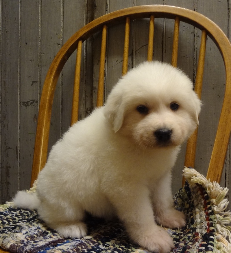 Housman Farms: Pick Your Pyrenees Puppy