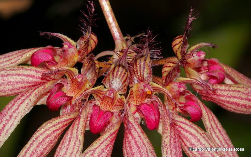 Ricardo's Blog, : Bulbophyllum Lovely Elizabeth (Bulb. Elizabeth Ann x ...