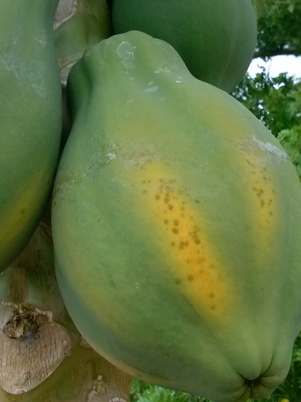 aquieducação: Árvore de Mamoeiro e seu fruto mamão