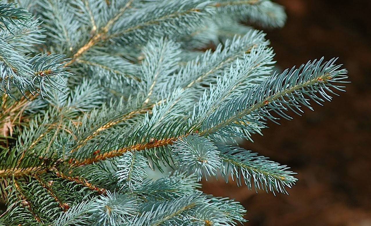Field Biology in Southeastern Ohio: Pines of Ohio