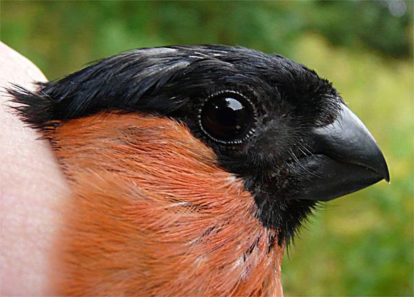 The Barley Birder: Bullfinch Bonanza at Botley Wood
