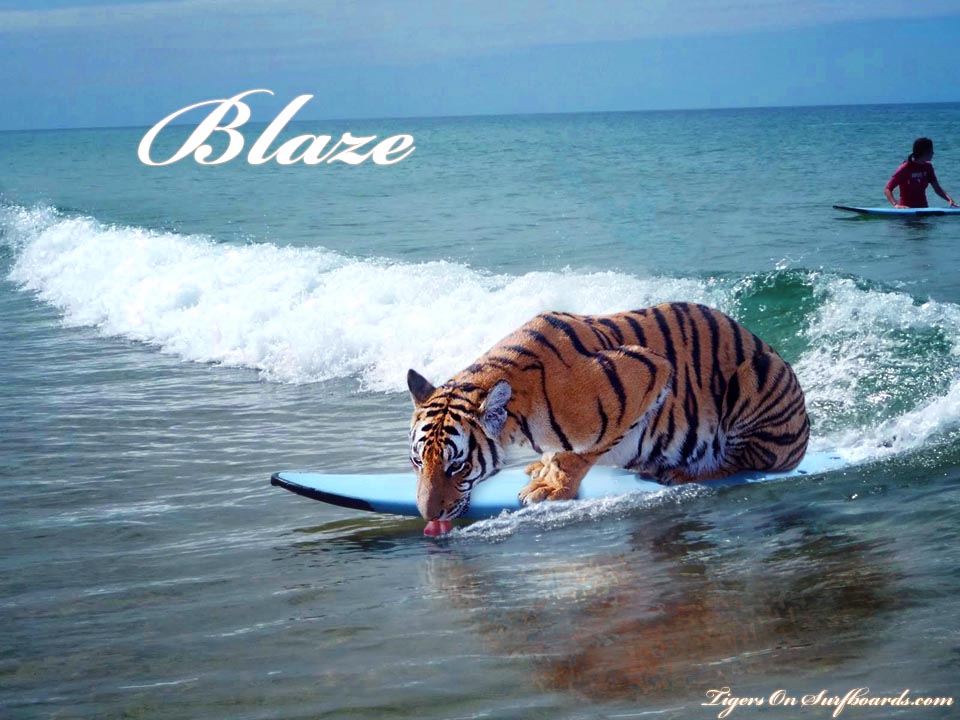 Tigers on Surfboards