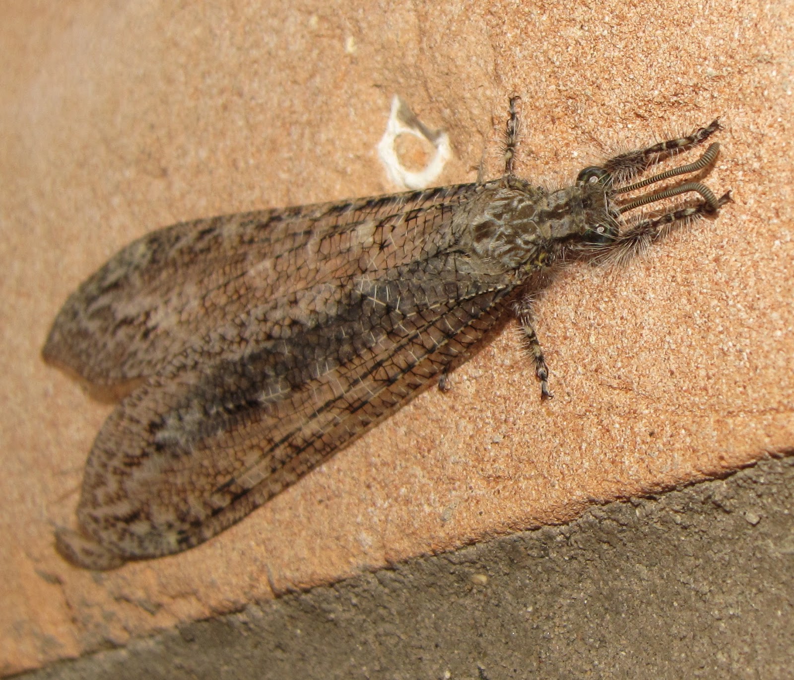 Bug Eric: "Doodlebugs" (Antlions)