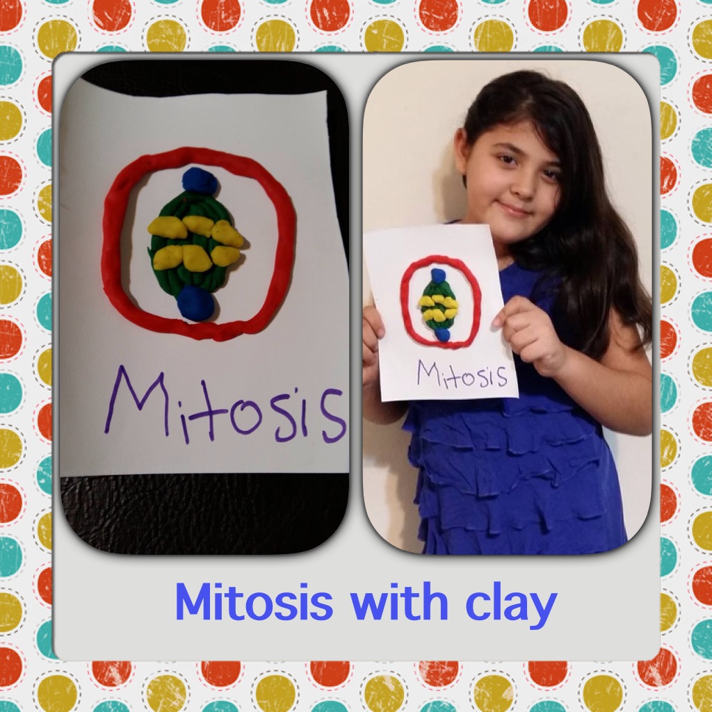 Makassed KSPS: Modeling Mitosis