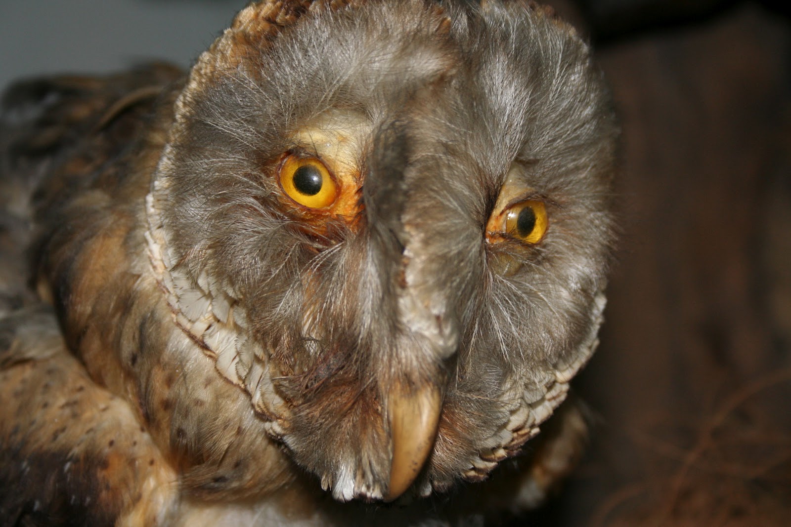 Living with Nature - School on Blog by Dr. Abercio V. Rotor: Enigma of ...