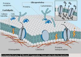 Las Organelas: Citosol