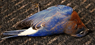 Red Sox Nation - Alberta: Blue Jays trade analysis - part deux