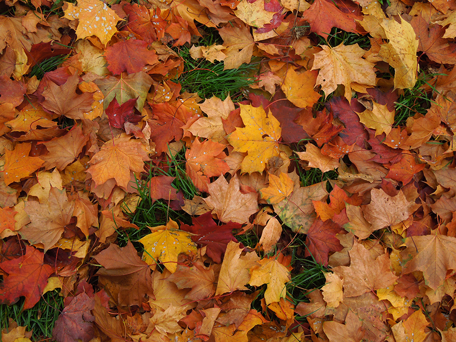 MASSIVE VOODOO: Tutorial: Visualizing Autumn