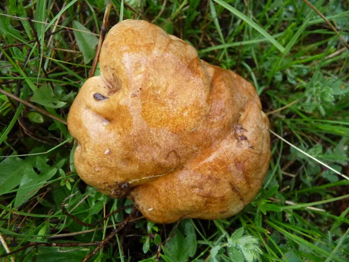 r o b i n 's y a r d: Boletus (III)