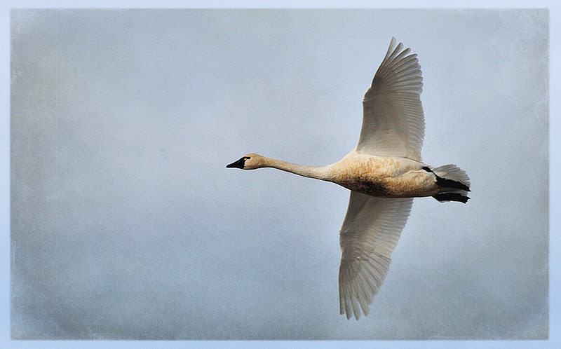 Barbara Rich Photography: Fall - Winter Migration along the Pacific ...