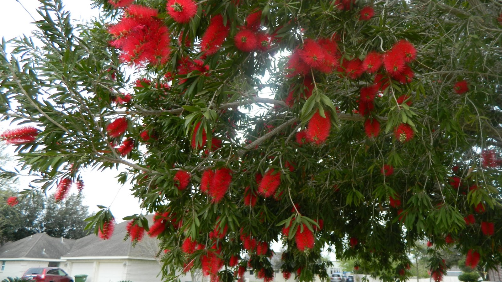High Heels and Daffodils: Bottle Brush Tree.