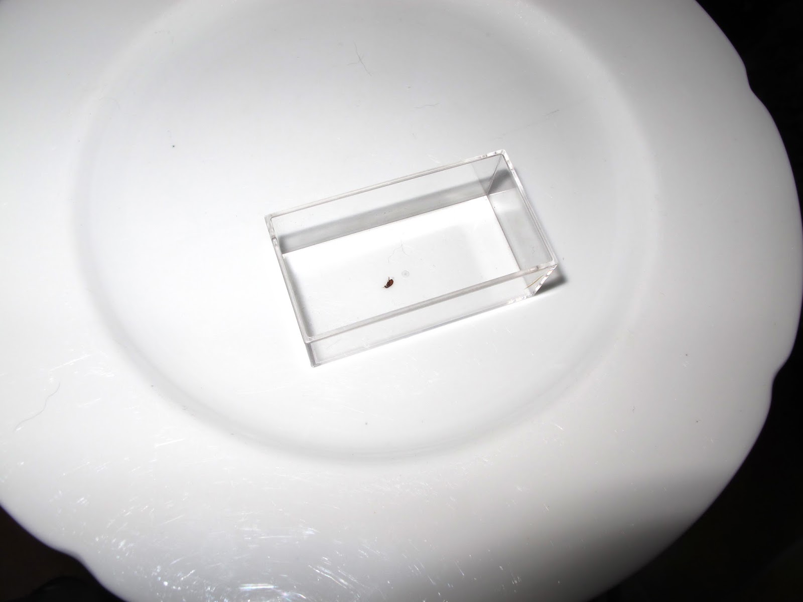 Bugblog Cat Flea