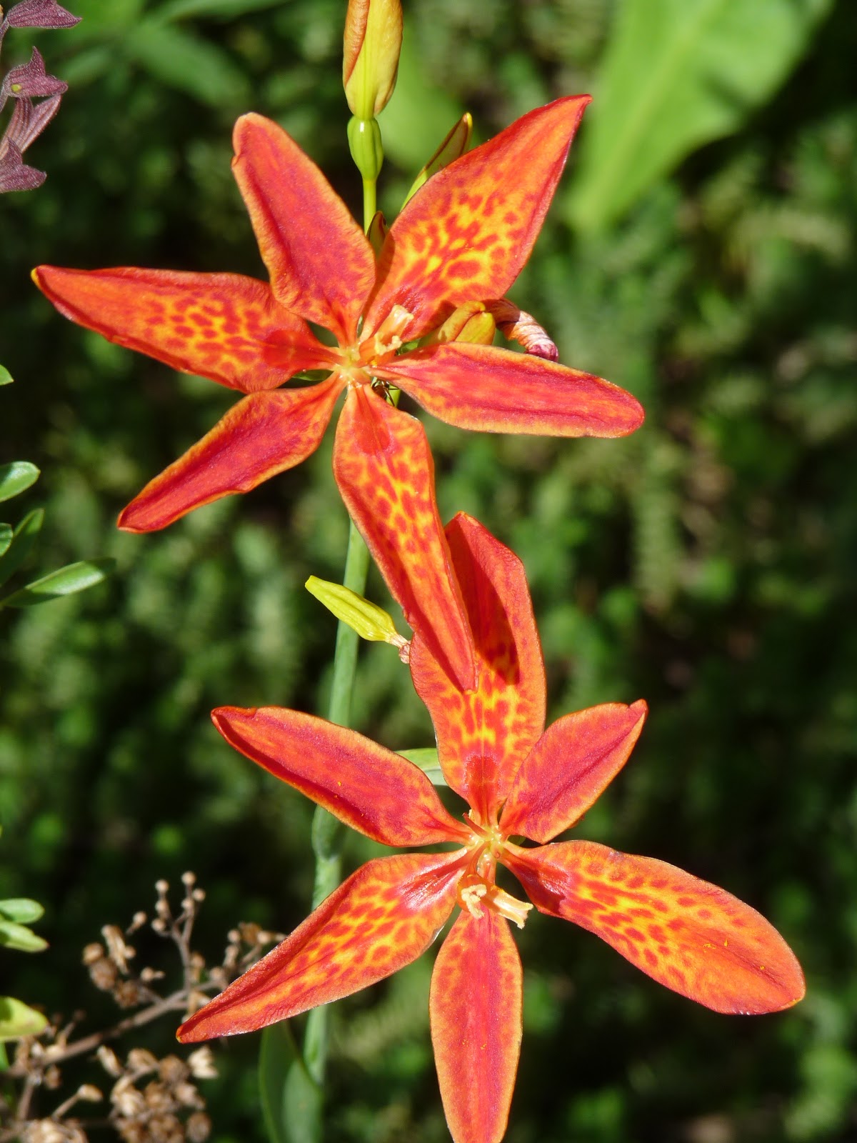 A not so simple garden: Candy Lilies 2011