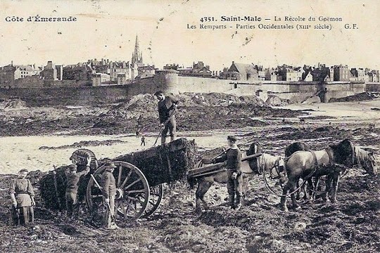 Cannibale exquis: Le Goémon