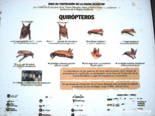 Una ventana a la naturaleza: 4. Orden Chiroptera (Quirópteros)