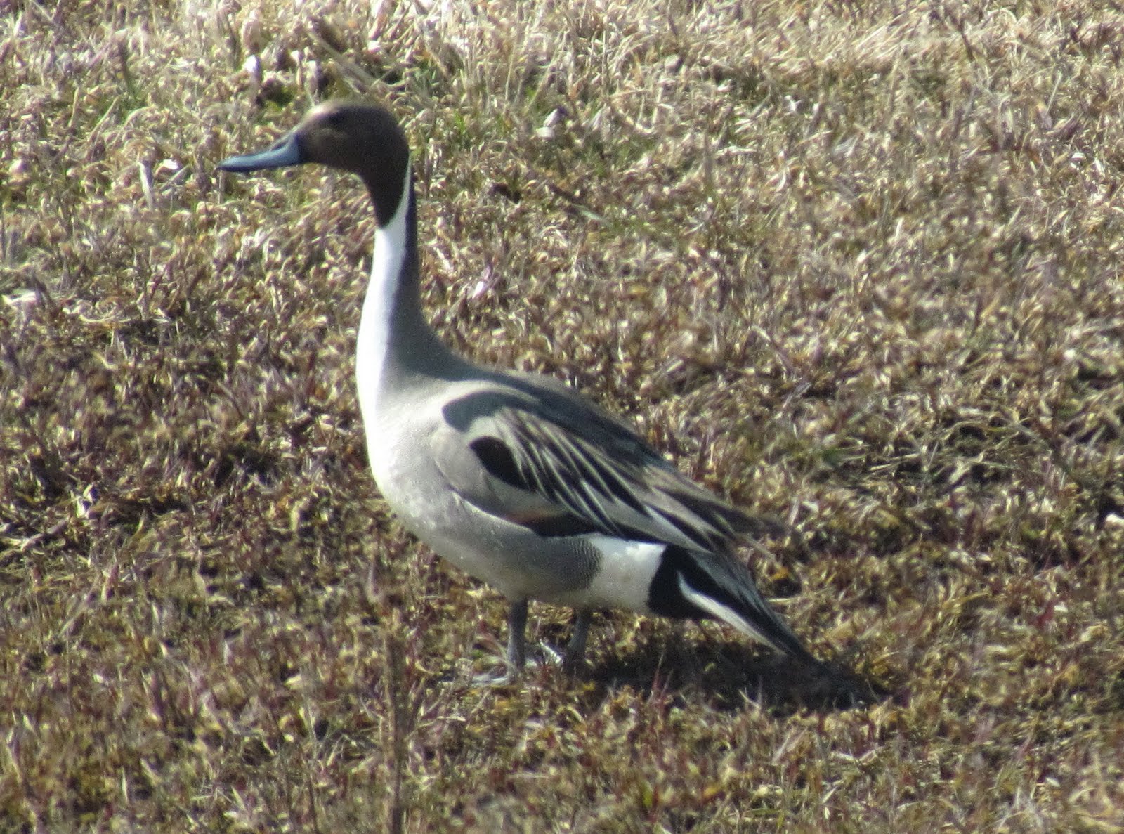 Mostly Birds: Northern Pintail Ducks