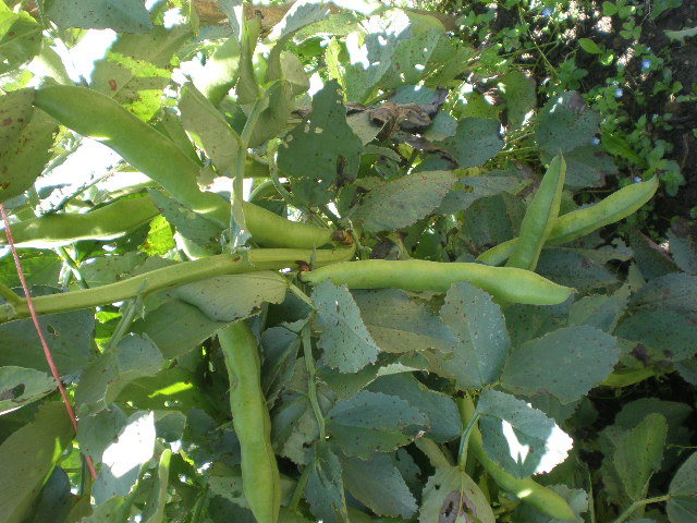 biltar: faba de mayo