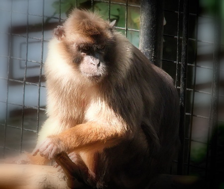 "R"_ Cadas20: Beruk Mentawai (Macaca pagensis) Monyet Endemik Mentawai